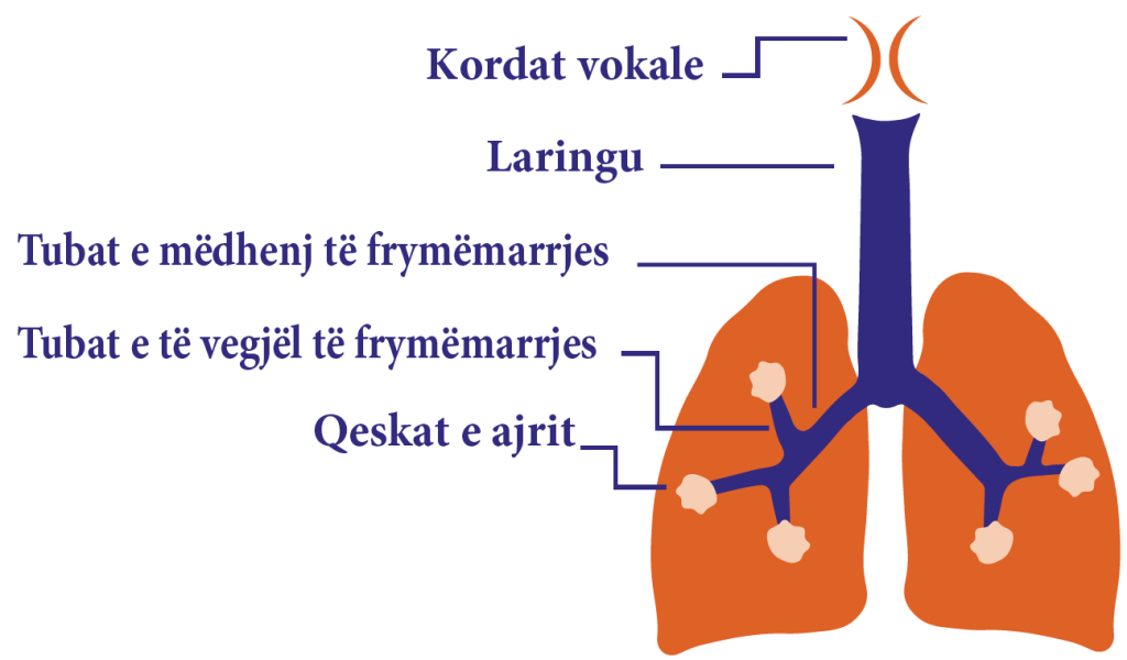 Udhëzime për përdorimin e duhur të antibiotikëve - Do Bugs Need Drugs